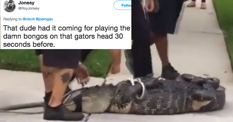 Florida Gator Head-Butts Trapper Knocking Him Out Cold - FAIL Blog ...
