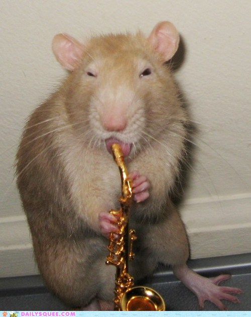 RATAS sujetando cosas con sus manitas - Forocoches