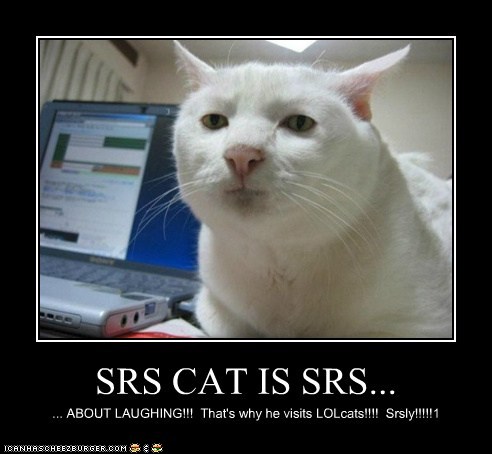 Teh LOLcats Are Finally Here! - I Can Has Cheezburger?