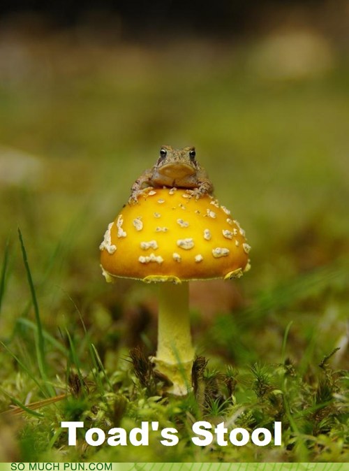 Puns - toad - Funny Puns - Pun Pictures - Cheezburger
