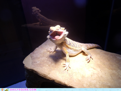 Reader Squees: Silly Basking Faces - Daily Squee - Cute Animals - Cute ...