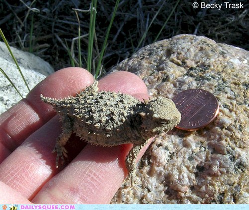 I Can Has Cheezburger? - penny - Funny Animals Online - Cheezburger