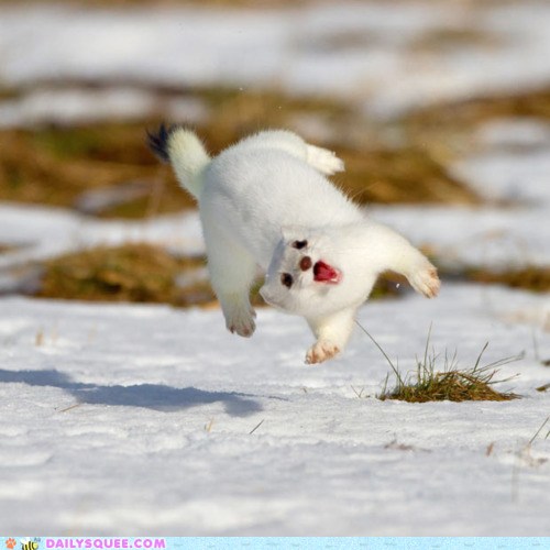 Stoat Jumping