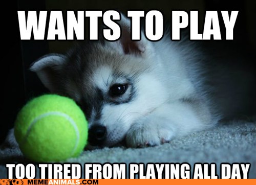 Animal Memes: First World Puppy Problems - To Play or Not to Play? That ...
