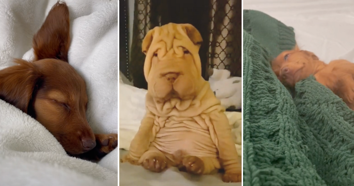 I Can Has Cheezburger? - french bulldogs - Funny Animals Online ...