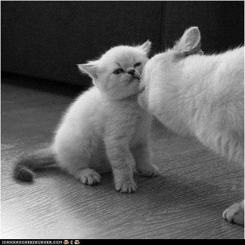 Cyoot Kittehs of teh Day: First Day of School - I Can Has Cheezburger?