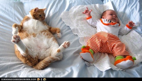 Cyoot Kitteh of teh Day: Kitteh See, Kitteh Do - I Can Has Cheezburger?