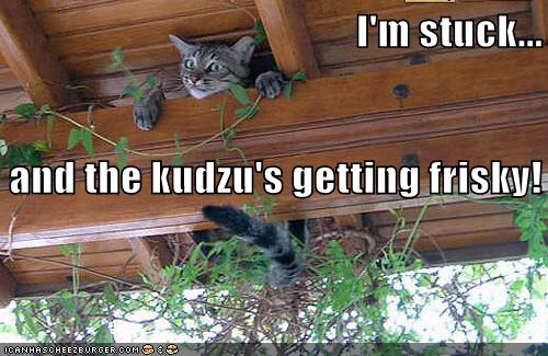 I'm stuck... - Lolcats - lol | cat memes | funny cats | funny cat ...
