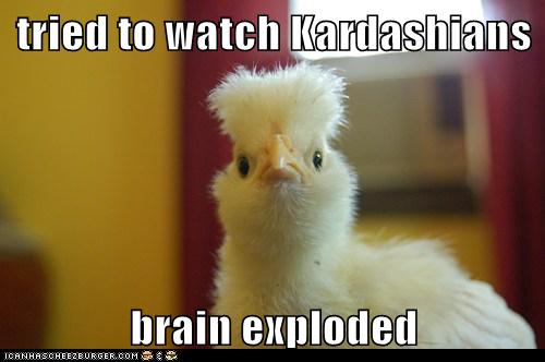 That's the Proper Reaction - Animal Comedy - Animal Comedy, funny ...