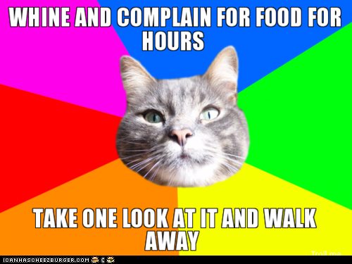 I Can Has Cheezburger? - complaining - Page 2 - Funny Animals Online ...