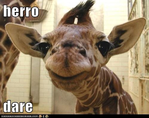 Hao Mey Ai Be Of Asistunse? - Animal Comedy - Animal Comedy, funny ...