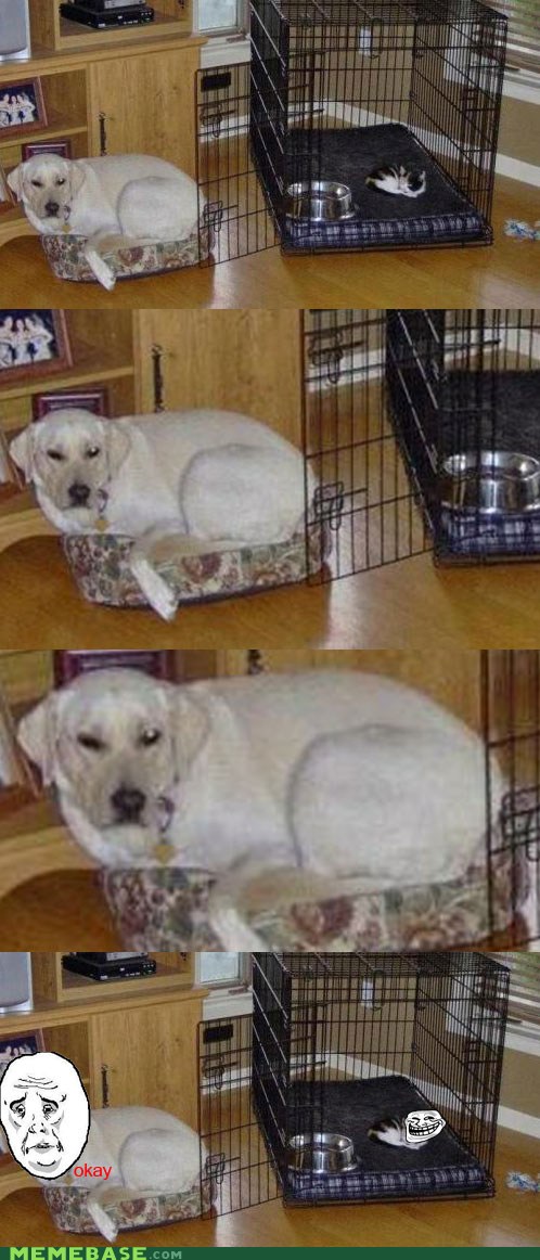 U Mad, Dog? - Memebase - Funny Memes