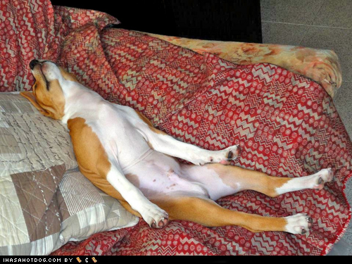 I Has A Hotdog - basenji - Funny Dog Pictures | Dog Memes | Puppy ...