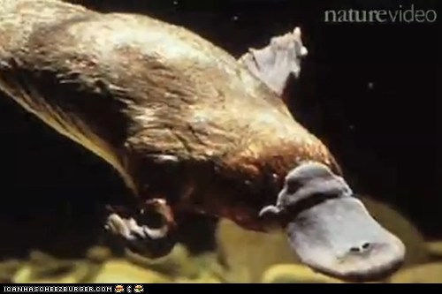 Around the Interwebs: 10 Awesomely Weird Platypus Videos - I Can Has ...