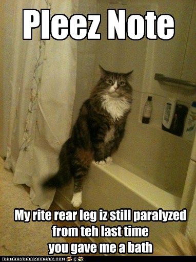 Are ya sure ya wanna risk it? - Lolcats - lol | cat memes | funny cats ...