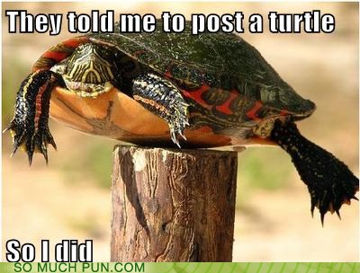 Puns - turtle - Funny Puns - Pun Pictures - Cheezburger