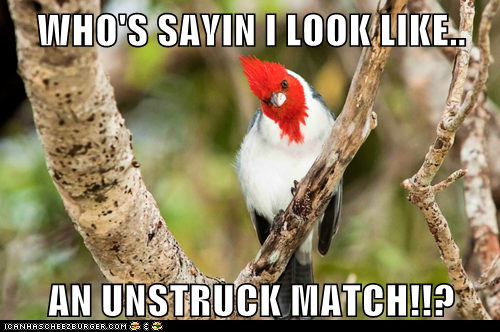 I Always Fancied Myself a Regular Redhead - Animal Comedy - Animal ...