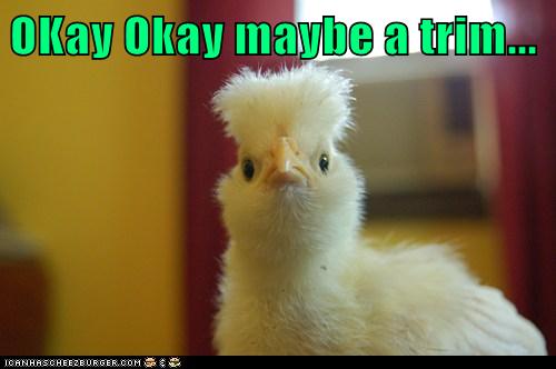 Animal Comedy - chicken - Animal Comedy - Animal Comedy, funny animals ...