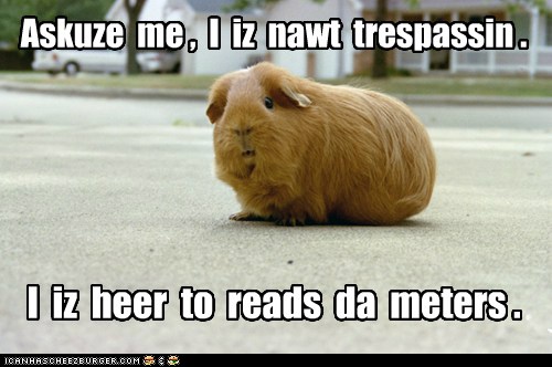 Meter Maid Guinea Pig - Animal Comedy - Animal Comedy, funny animals ...