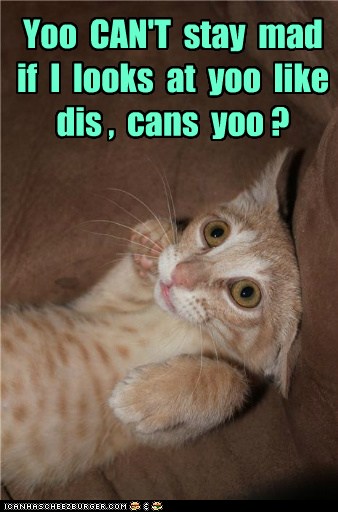 I diddent fink so. - Lolcats - lol | cat memes | funny cats | funny cat ...