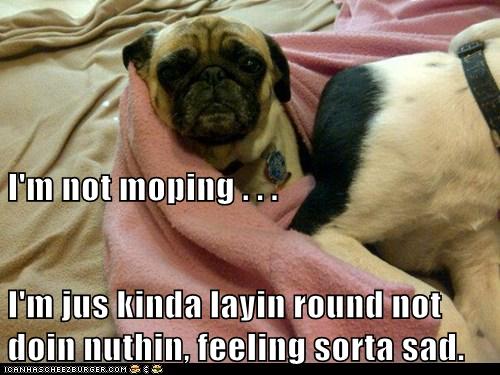 I Has A Hotdog - sad face - Funny Dog Pictures | Dog Memes | Puppy ...