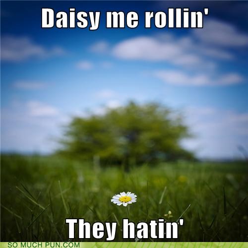 Puns - daisy - Funny Puns - Pun Pictures - Cheezburger