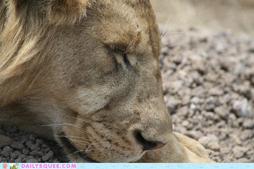 Roars and Snores - Daily Squee - Cute Animals - Cute Baby Animals ...