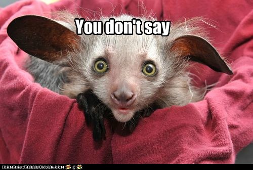 Animal Comedy - aye aye - Animal Comedy - Animal Comedy, funny animals ...