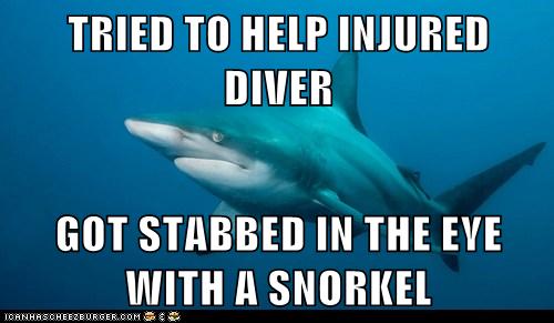Animal Memes: Misunderstood Shark - But I Don't Breathe From There - I Can Has Cheezburger?