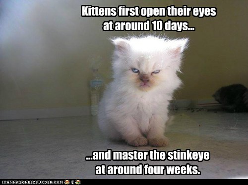 Stages of cat development - Lolcats - lol | cat memes | funny cats ...