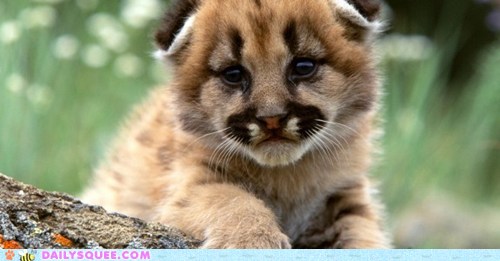 Squee Spree: Cougar Cubs are Tops! - Daily Squee - Cute Animals - Cute ...