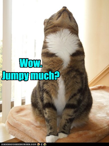 Lolcats - question - Page 2 - LOL at Funny Cat Memes - Funny cat ...