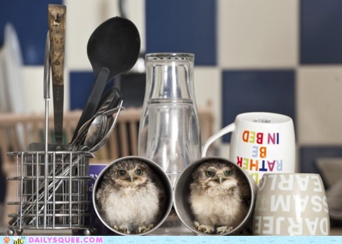 Daily Squee: Cozy Owlets - Daily Squee - Cute Animals - Cute Baby ...