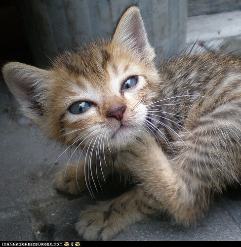 Cyoot Kitteh of teh Day: An Itch I Can Scratch - I Can Has Cheezburger?