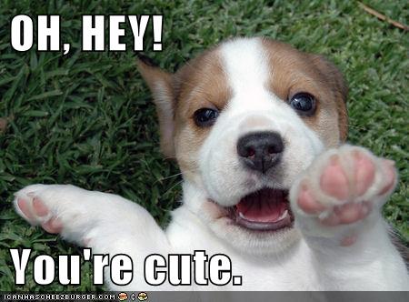 Cyoot Puppy ob teh Day: Awww Thank You! - I Has A Hotdog - Dog Pictures ...