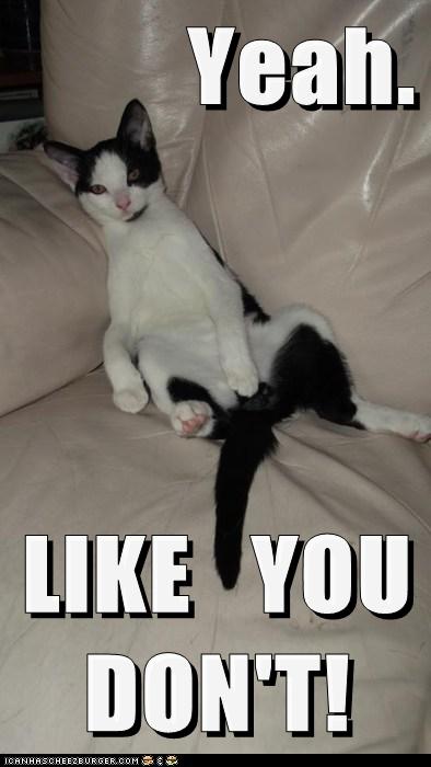 Lolcats - innuendo - LOL at Funny Cat Memes - Funny cat pictures with ...