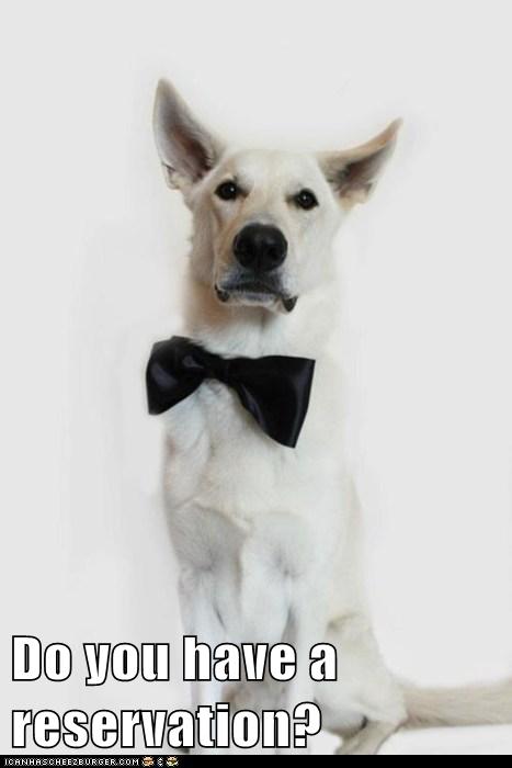 Chez Goggie - I Has A Hotdog - Dog Pictures - Funny pictures of dogs ...