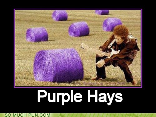 Puns - purple haze - Funny Puns - Pun Pictures - Cheezburger