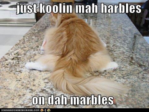Classic LOLcat - Lolcats - lol | cat memes | funny cats | funny cat ...