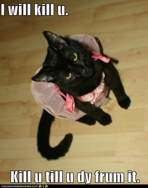 Classic Lolcat: I will kill u. - Lolcats - lol | cat memes | funny cats ...