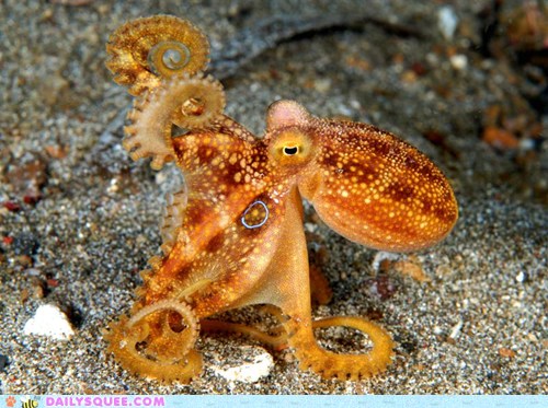 Daily Squee - orange - Cute Animals in the Cutest Pictures Ever and ...