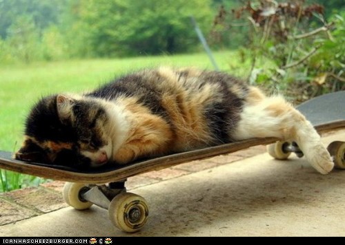 Cyoot Kitteh of teh Day: Tired of Skating - I Can Has Cheezburger?