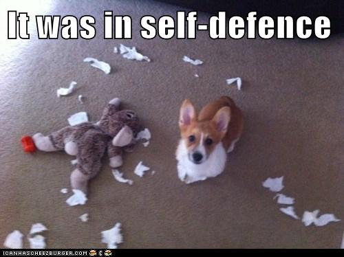 I Can Has Cheezburger? - self defense - Funny Animals Online - Cheezburger