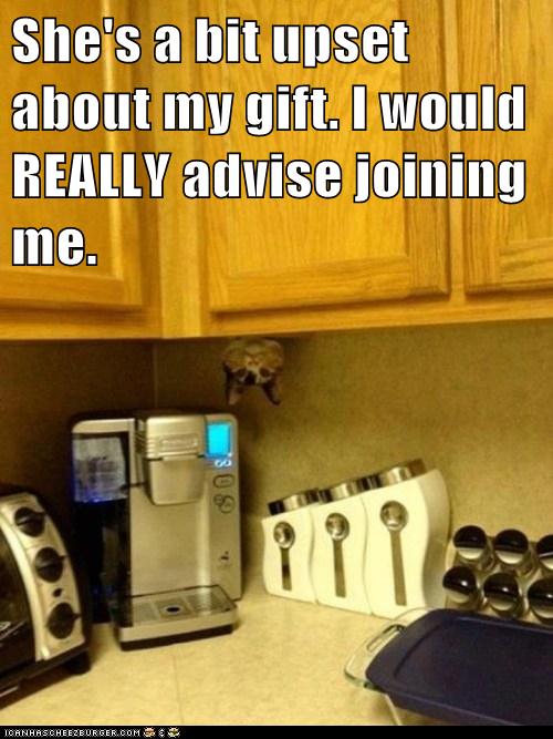 She's a bit upset about my gift. - Lolcats - lol | cat memes | funny ...
