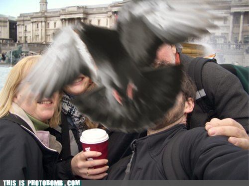 Interrupting Bird - Photobombs - photobomb that guy