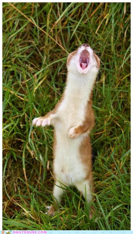 Operatic Stoat - Daily Squee - Cute Animals - Cute Baby Animals - Cute ...