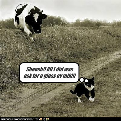 I Can Has Cheezburger? - cow - Page 8 - Funny Animals Online - Cheezburger