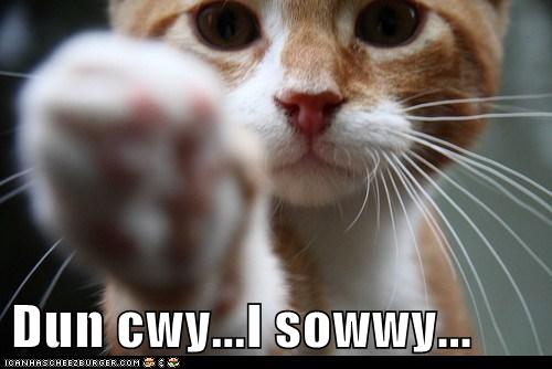 Dun cwy... - Lolcats - lol | cat memes | funny cats | funny cat ...
