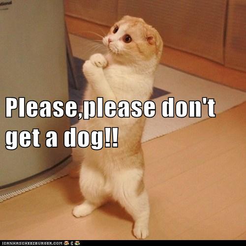Please! - Lolcats - lol | cat memes | funny cats | funny cat pictures ...