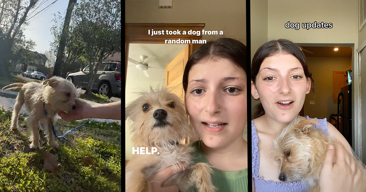 I Can Has Cheezburger? - tiny dog - Funny Animals Online - Cheezburger